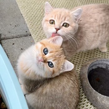 Discover all our Golden British Cats. Superpusen cattery, Norway.